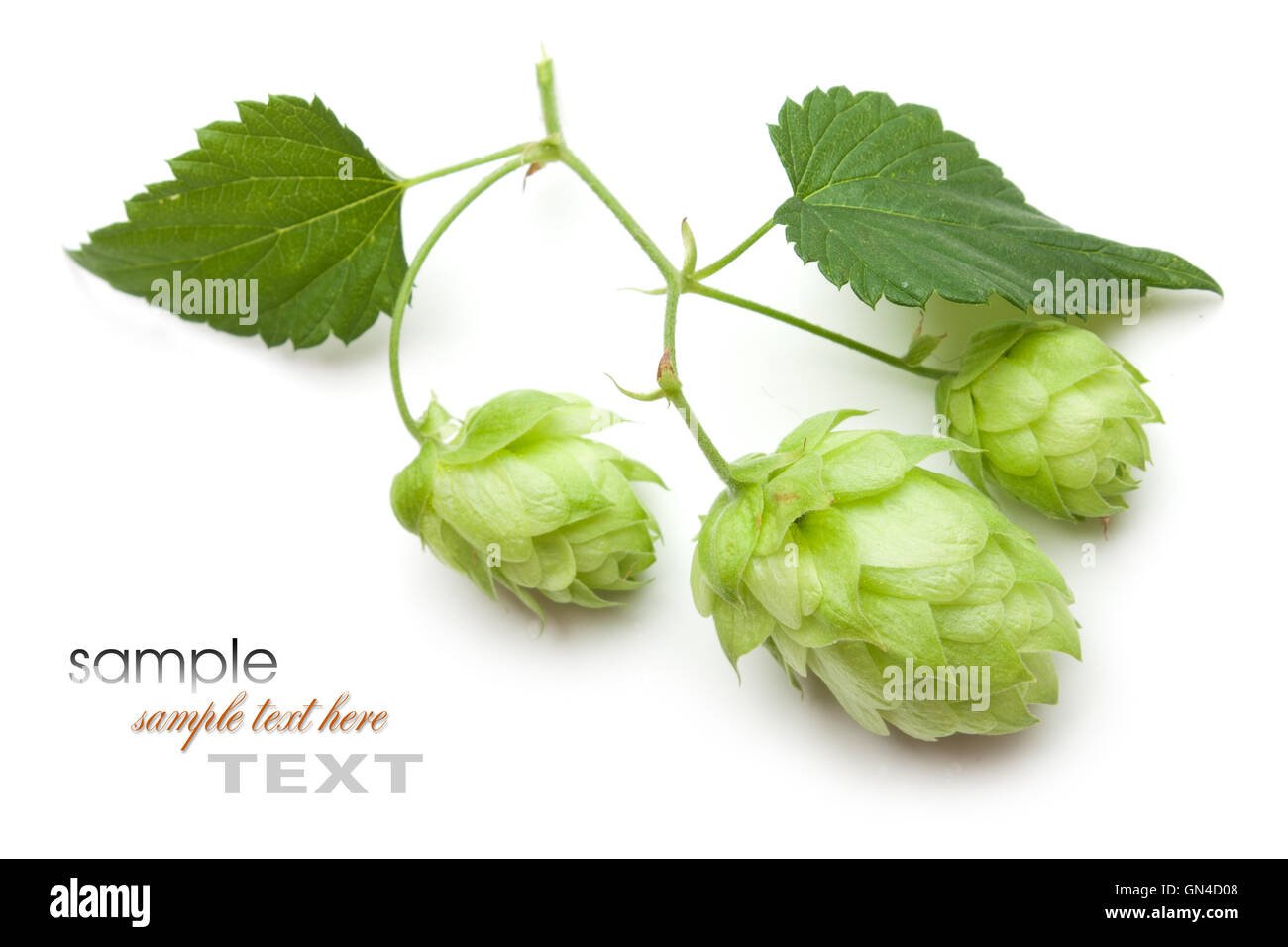 Hops plants hi-res stock photography and images - Alamy