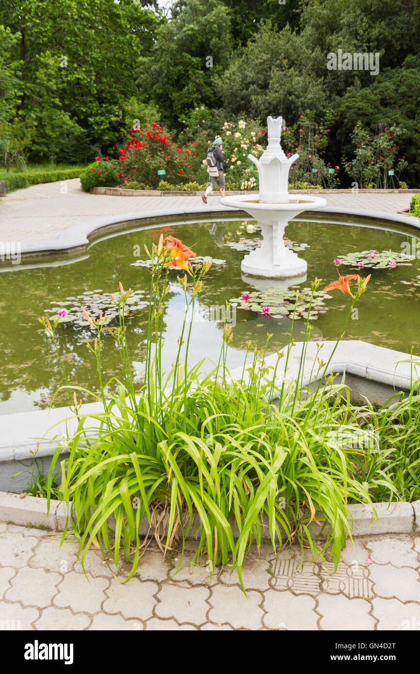 Pool with water lilies in the Nikitsky Botanical garden Stock Photo - Alamy