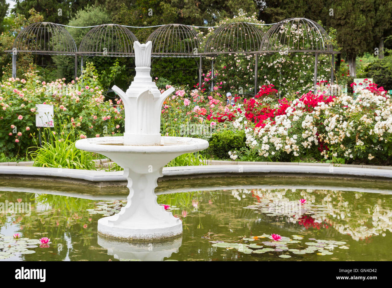 Pool with water lilies in the Nikitsky Botanical garden Stock Photo - Alamy