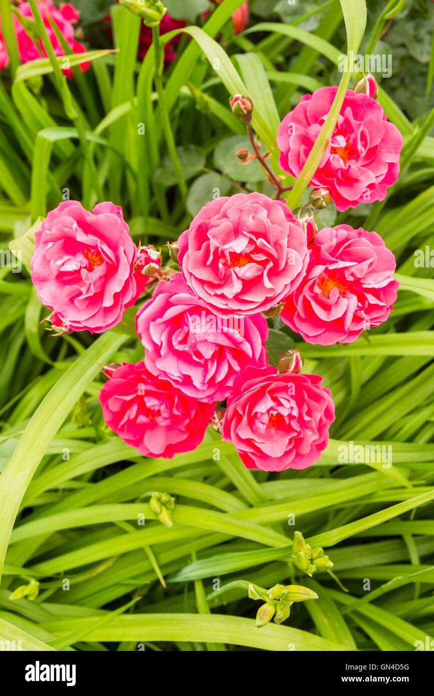 Beautiful flowers outside in the flowerbed Stock Photo - Alamy