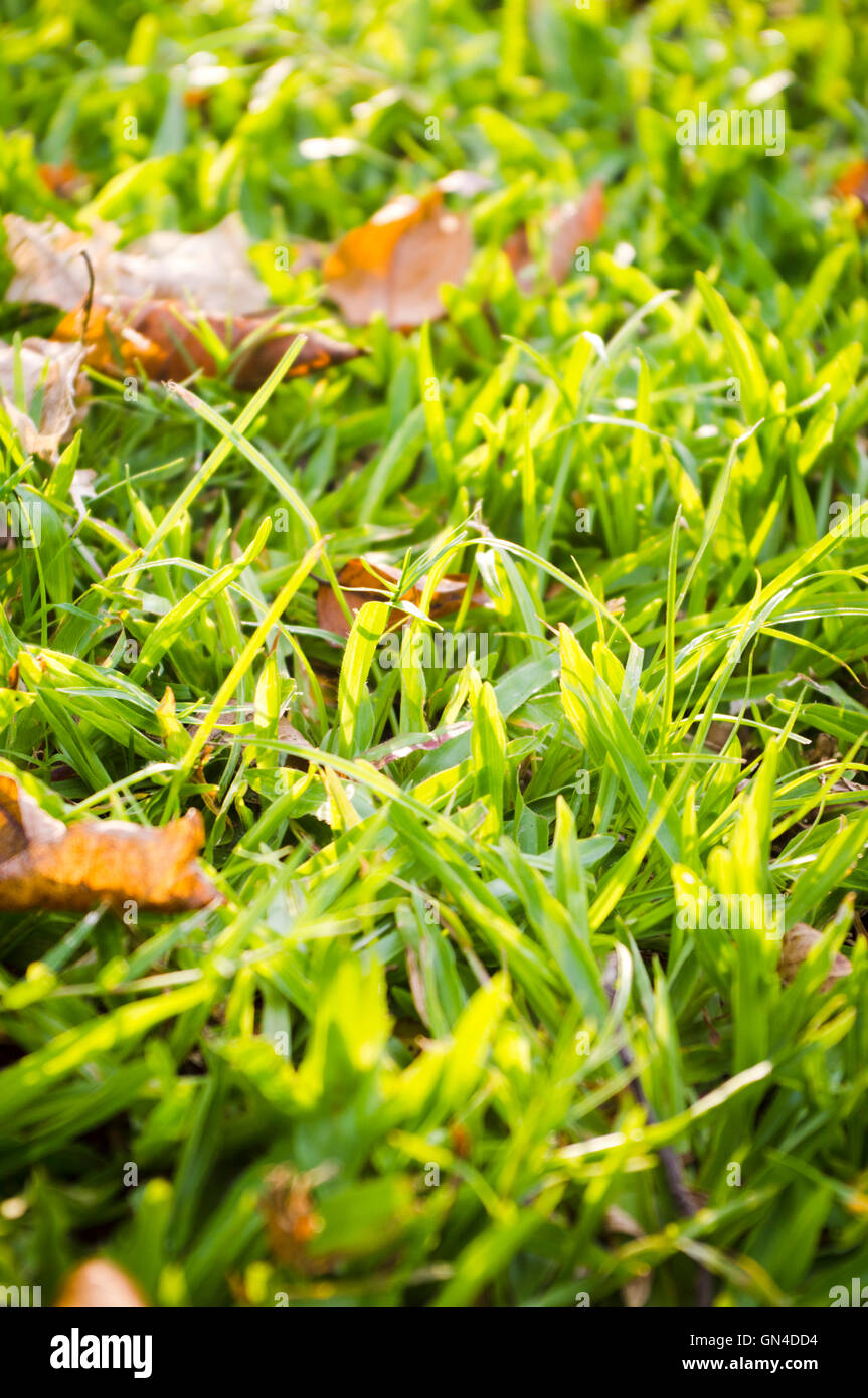 grass close up Stock Photo - Alamy