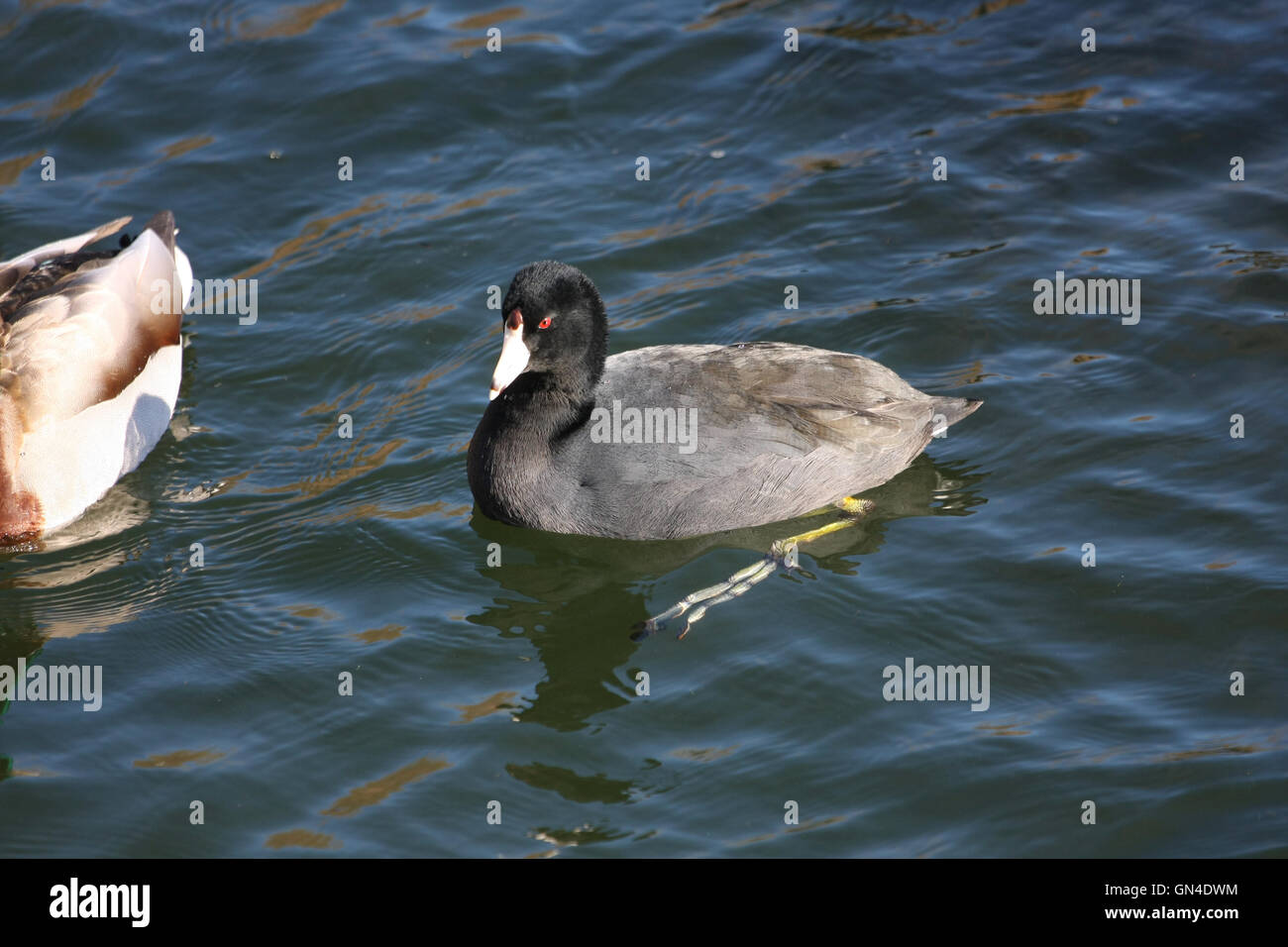 American coot feet hi-res stock photography and images - Alamy