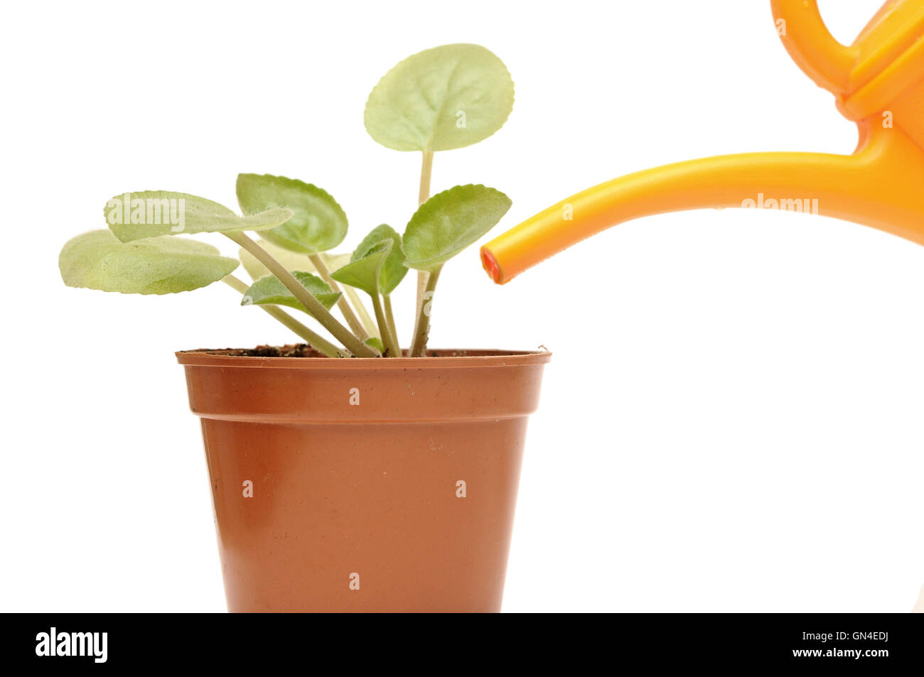 closeup hand watering a plant with watering can Stock Photo - Alamy