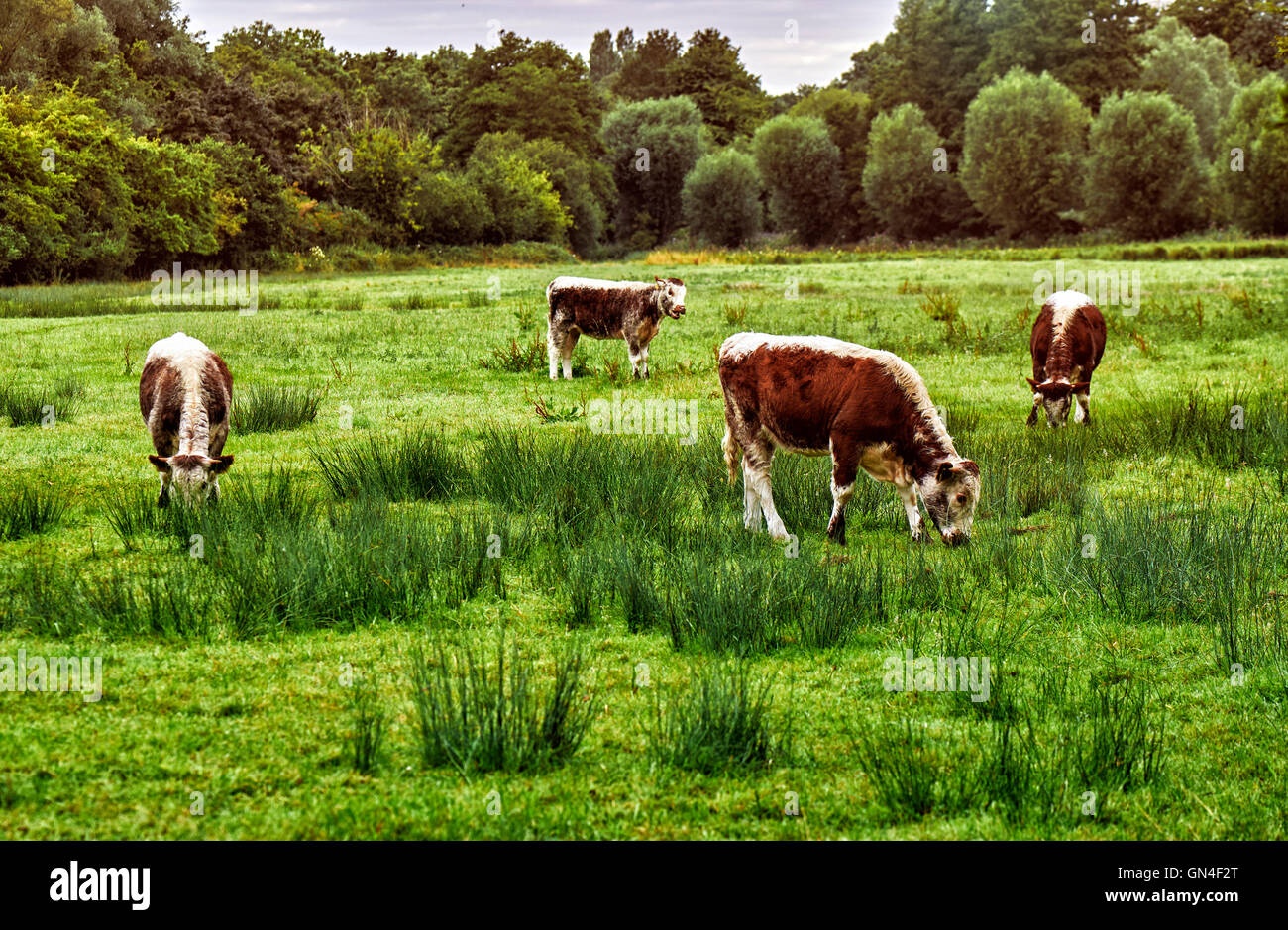 Herd of cows at summer green field. England. Rural landscape Stock ...