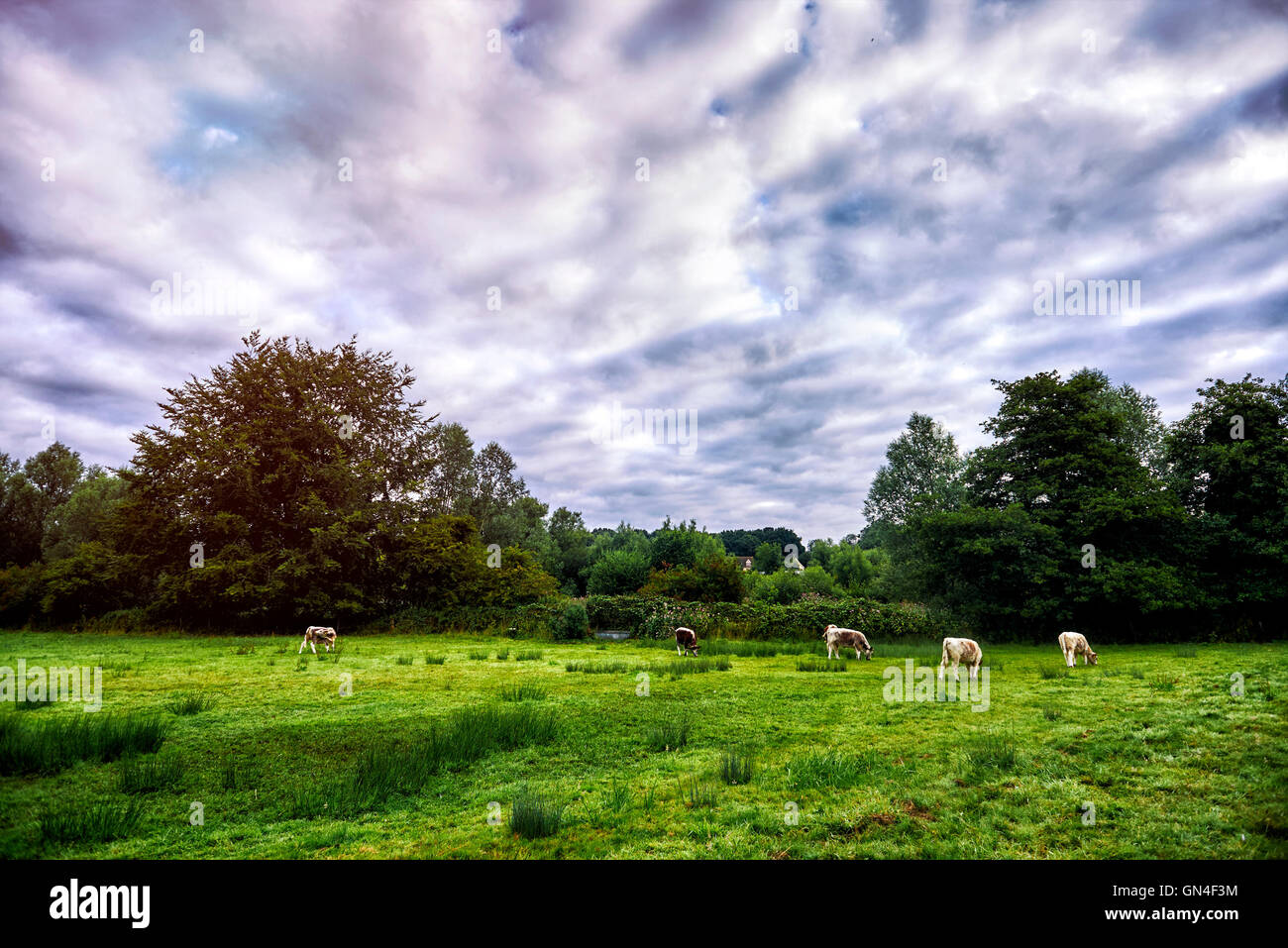 Herd of cows at summer green field. England. Rural landscape Stock ...