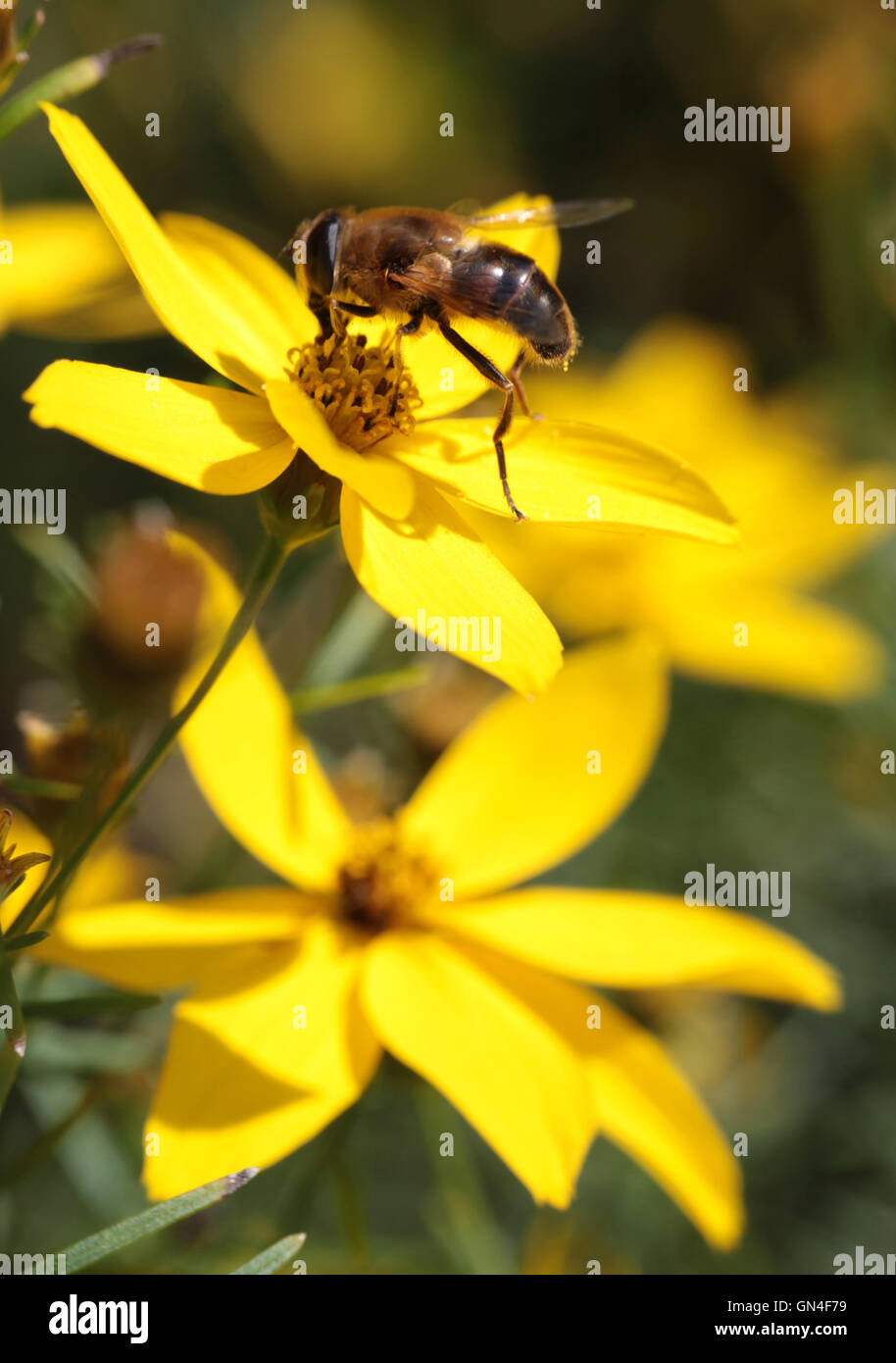 Pollination bee on flower Stock Photo - Alamy
