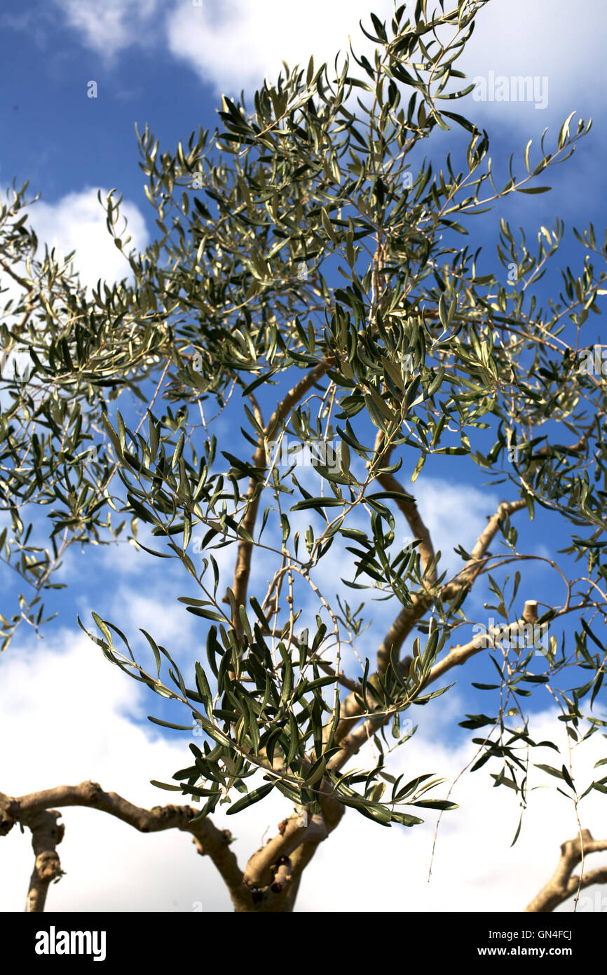 Olive tree leafs with no olives in the winter large Stock Photo - Alamy