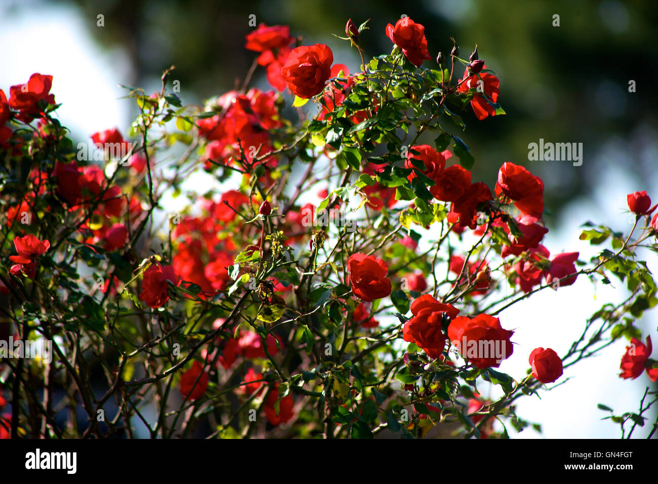 Beautiful roses in italy Stock Photo - Alamy