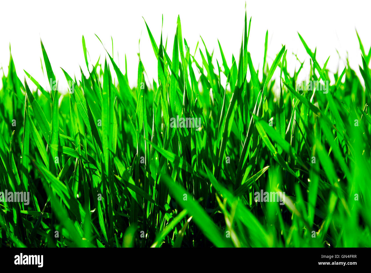 Summer lawn weeds hi-res stock photography and images - Alamy