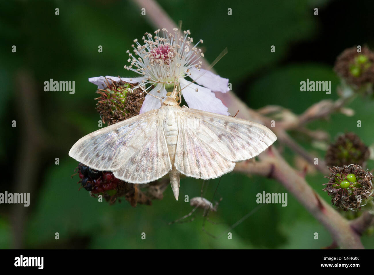 Mother of Pearl Moth, Pleuroptera ruralis, single adult resting on ...