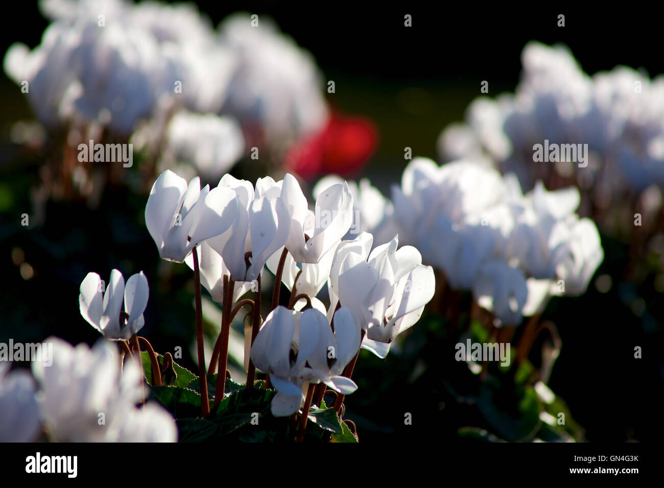 Beautiful red flowers in italy Stock Photo - Alamy