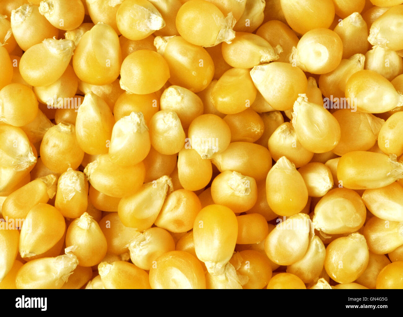 Corn texture hi-res stock photography and images - Alamy