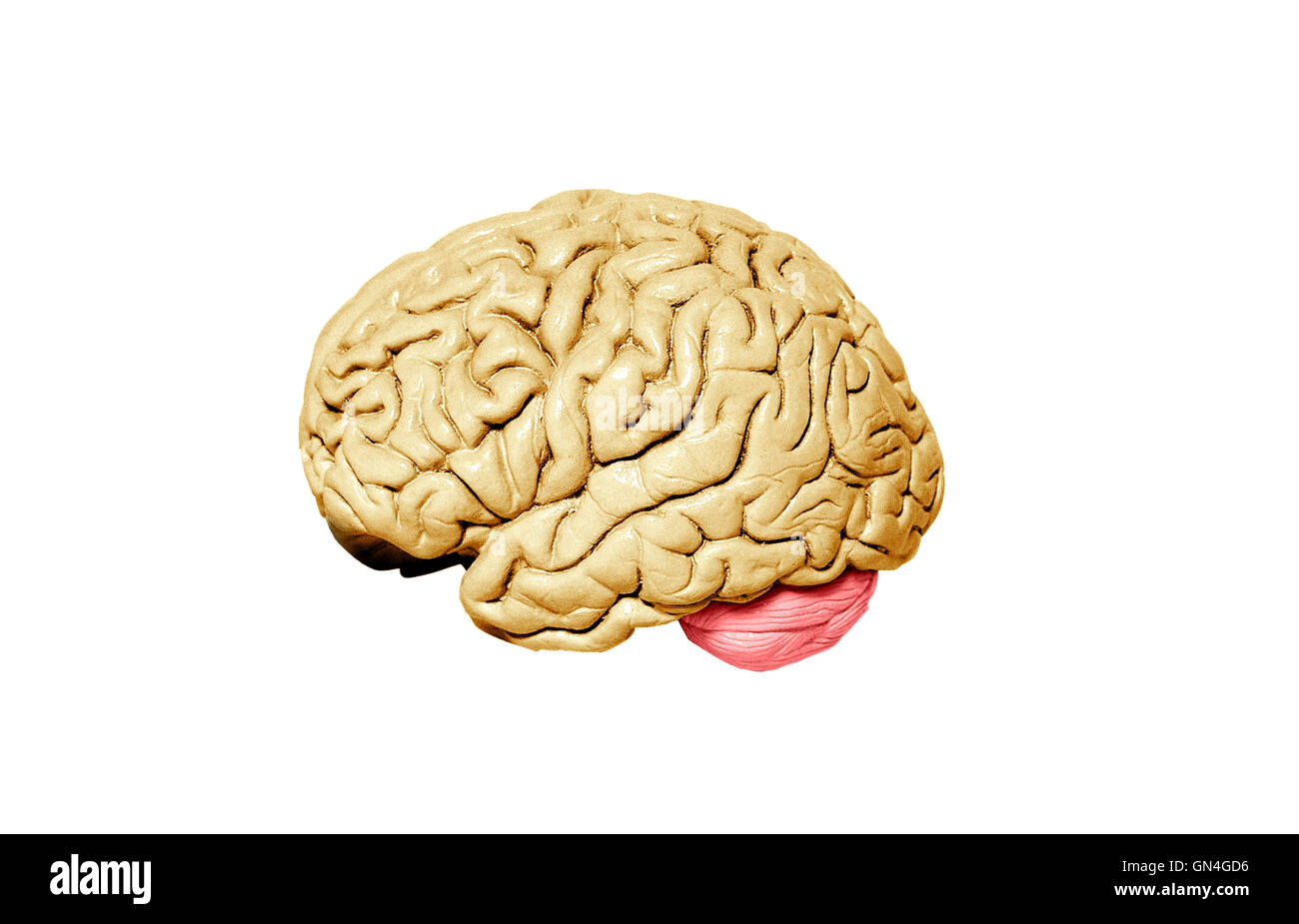 Human brain model on white background Stock Photo - Alamy