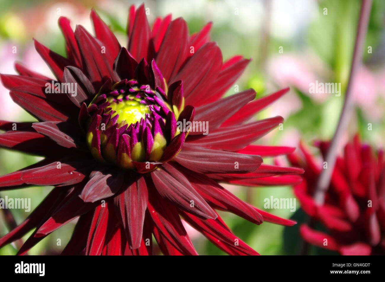 Scarlet Flower High Resolution Stock Photography and Images - Alamy