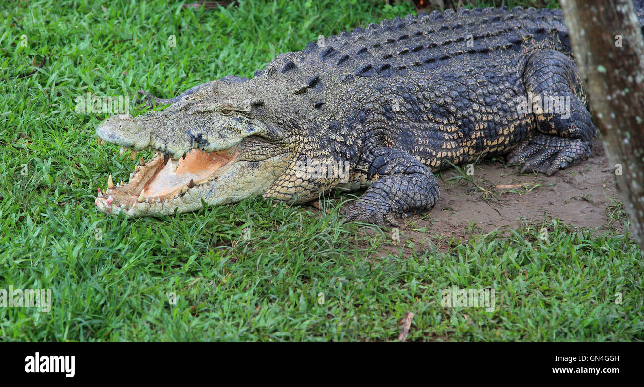 Crocodile down hi-res stock photography and images - Alamy