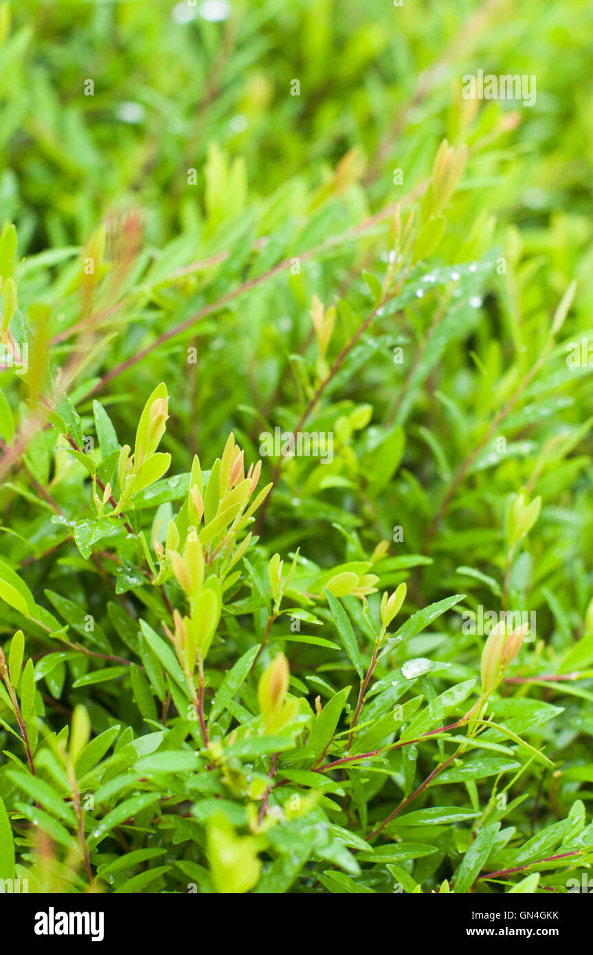Detailed foliage hi-res stock photography and images - Alamy