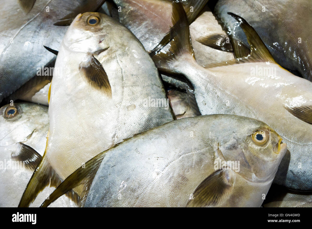 Pomfret fish Stock Photo - Alamy