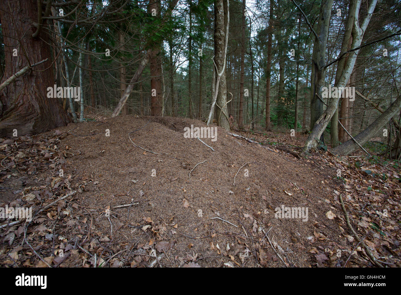 Nest of Wood Ants, Formica rufa, in a woodland, Gloucestershire, UK ...