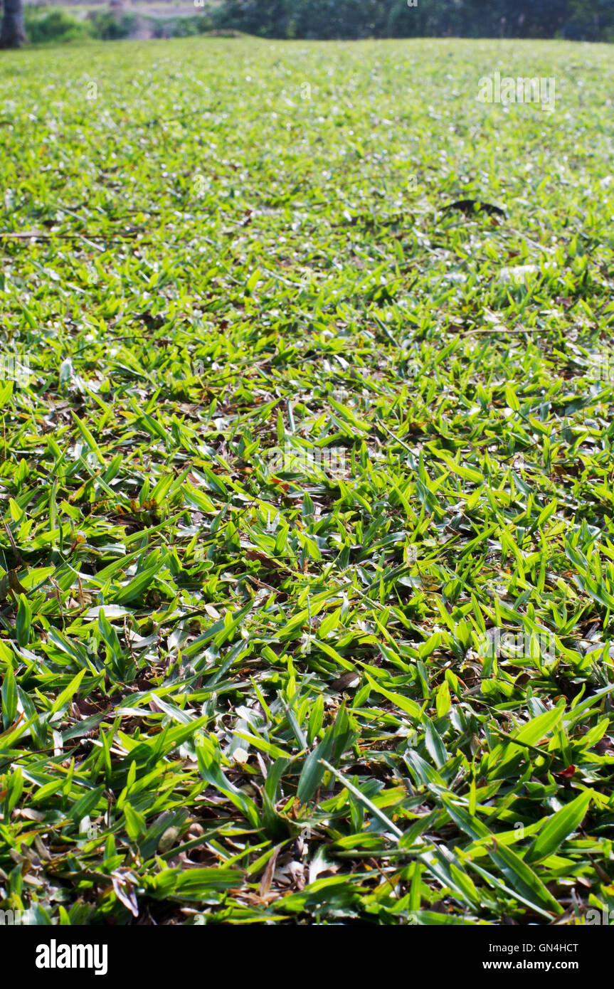 Frontground hi-res stock photography and images - Alamy