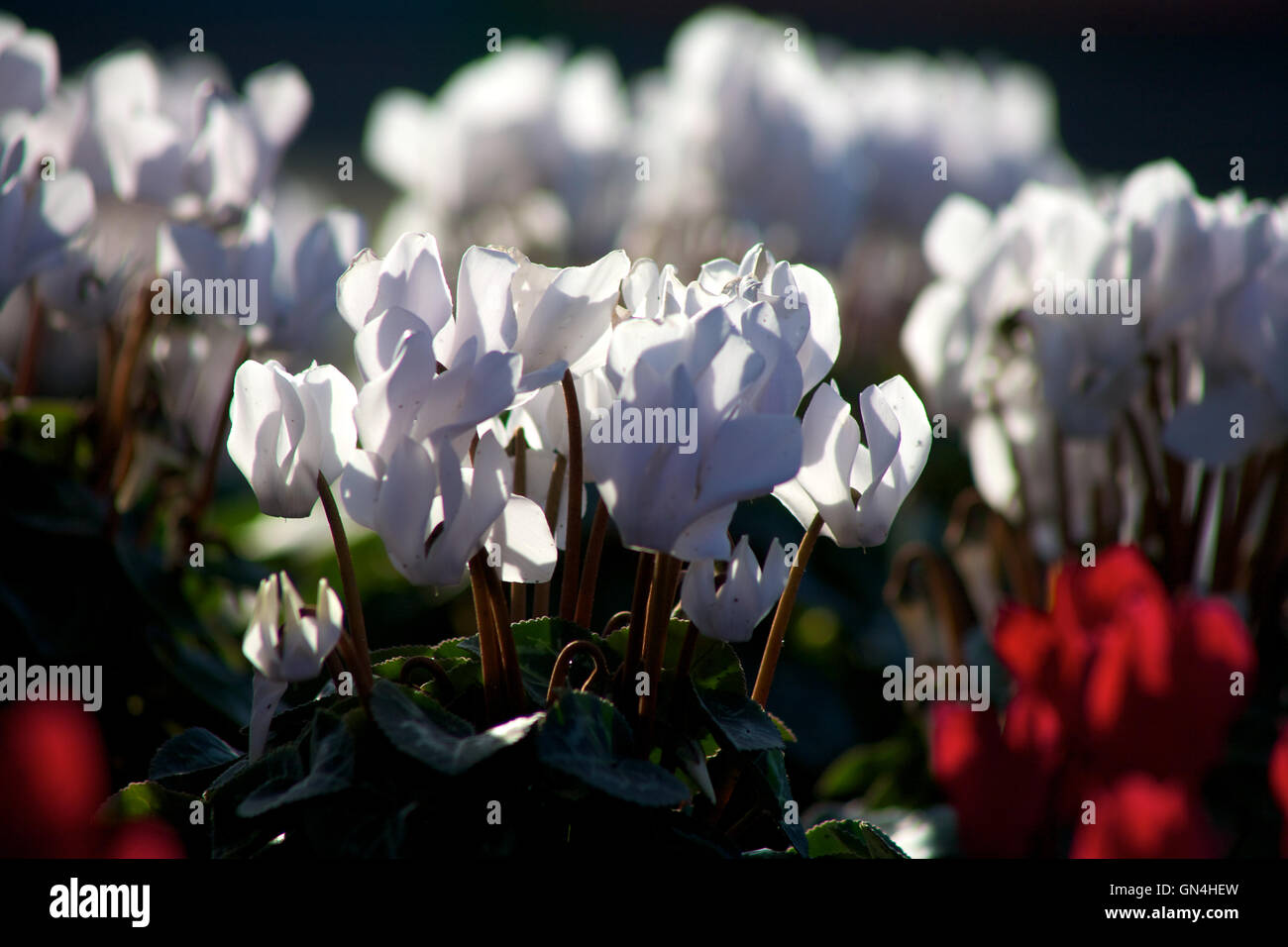 Beautiful red flowers in italy Stock Photo - Alamy