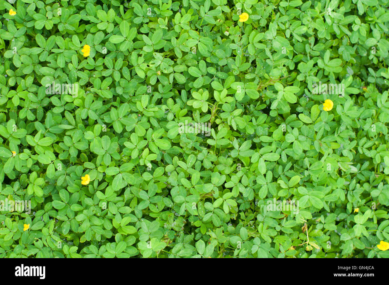 plants texture with tiny leaves Stock Photo - Alamy
