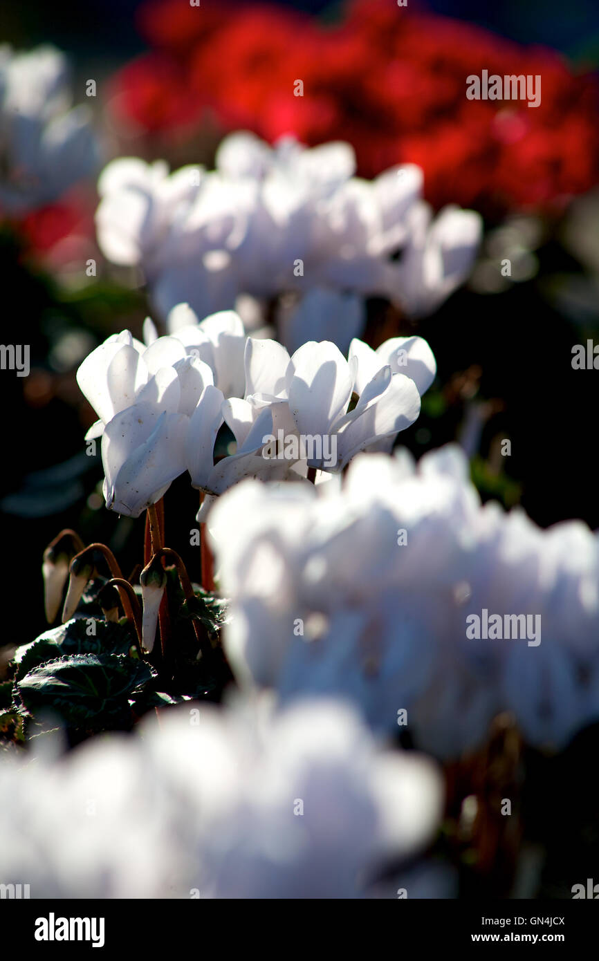 Beautiful red flowers in italy Stock Photo - Alamy