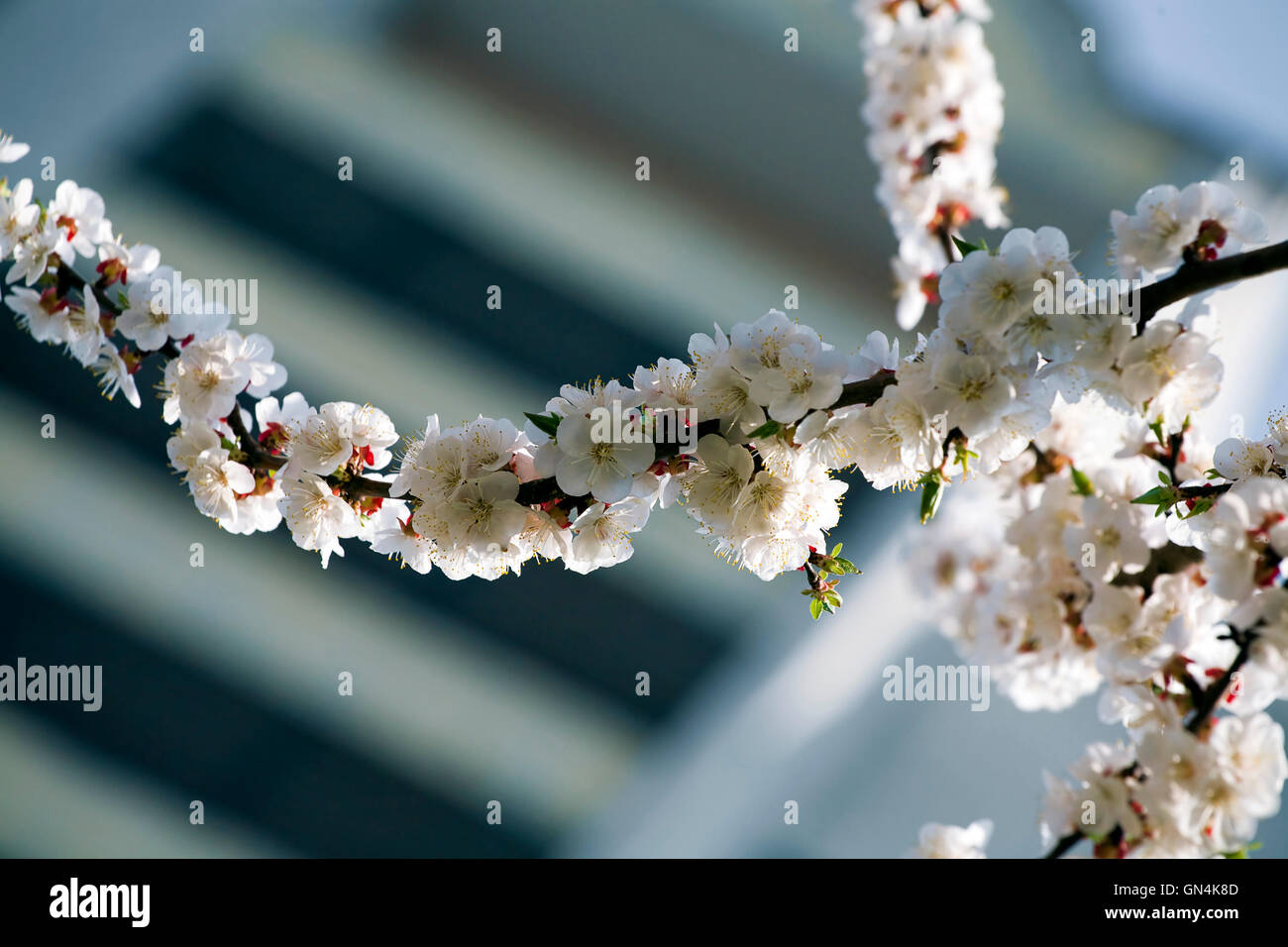 flowering branch of tree Stock Photo - Alamy