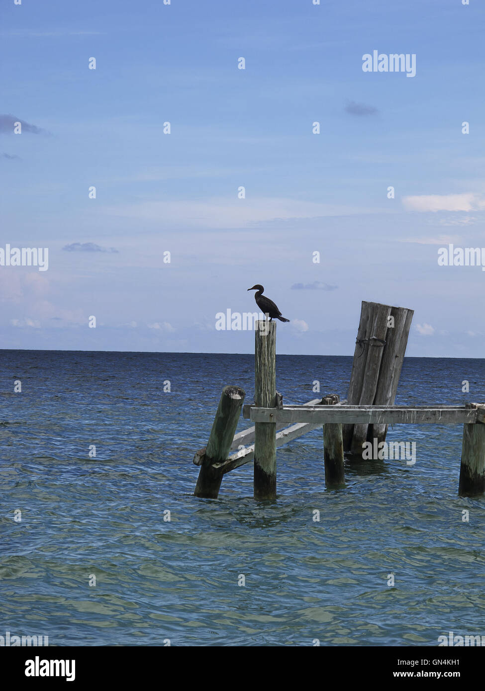 Bird on pier Stock Photo - Alamy