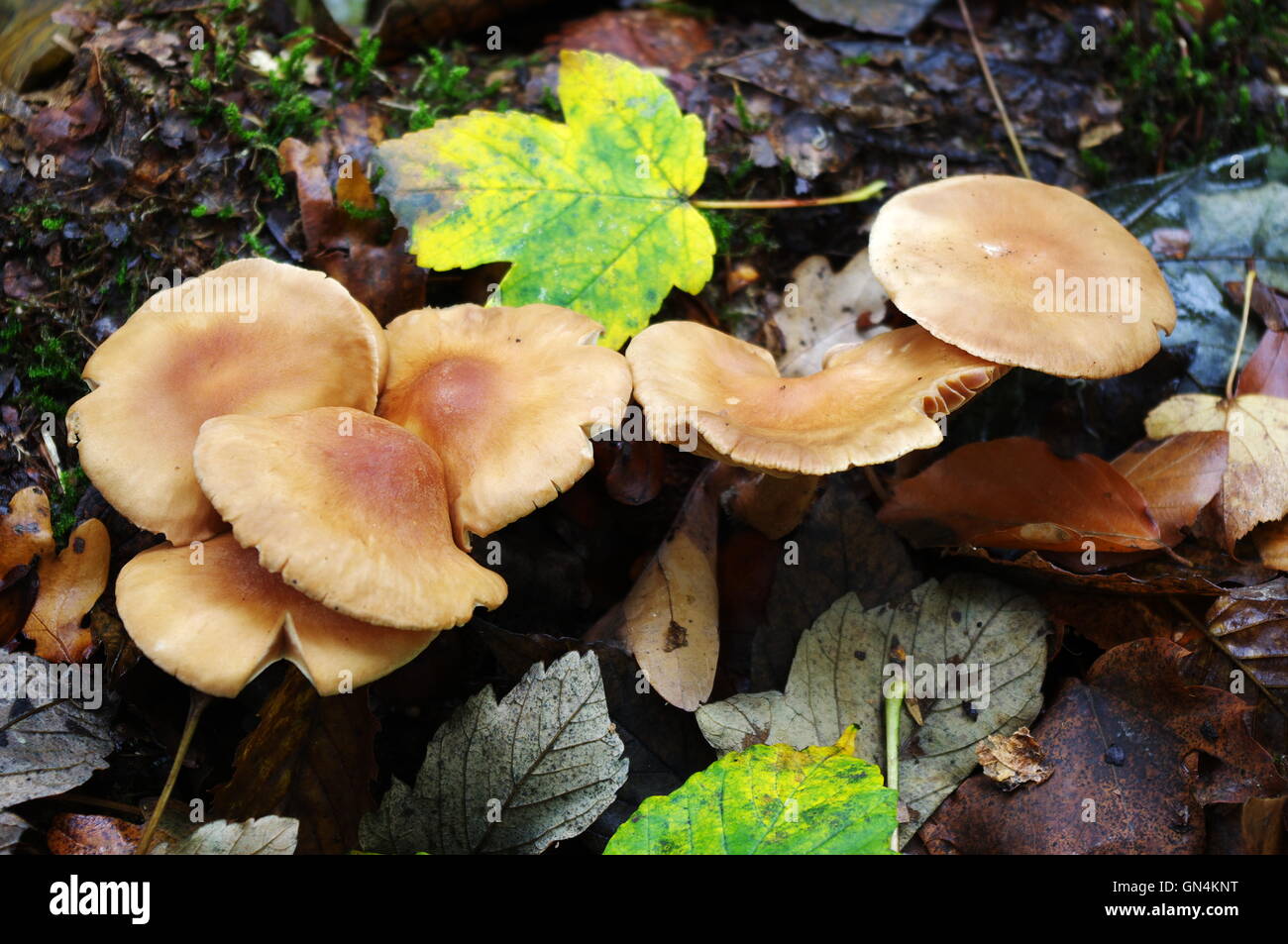 Uneatable hi-res stock photography and images - Alamy