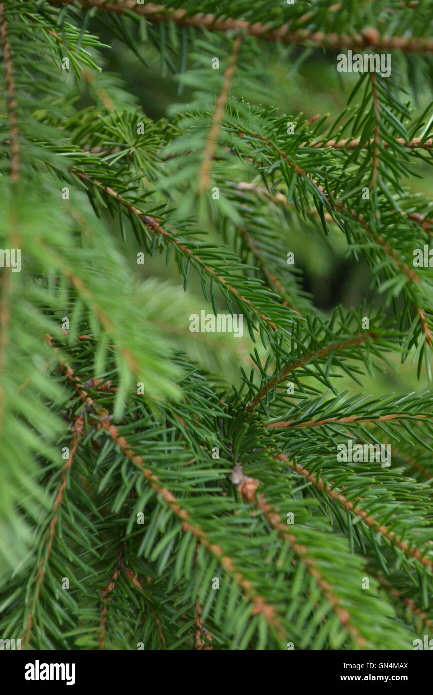 Green spruce branches Stock Photo - Alamy