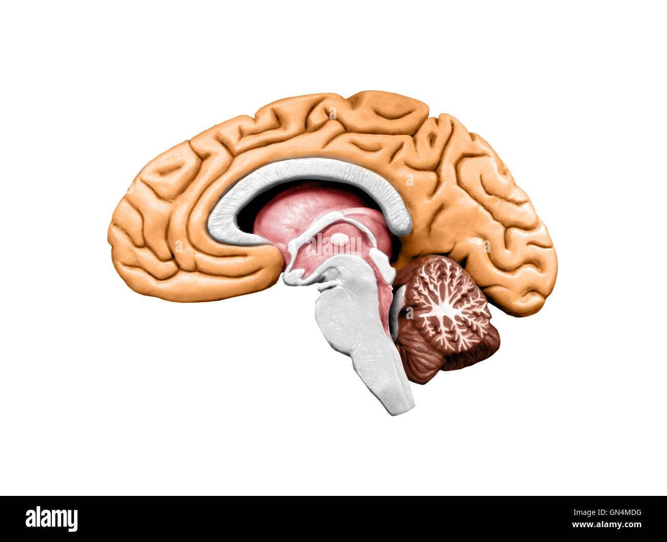 Brain Sagittal View Unlabeled