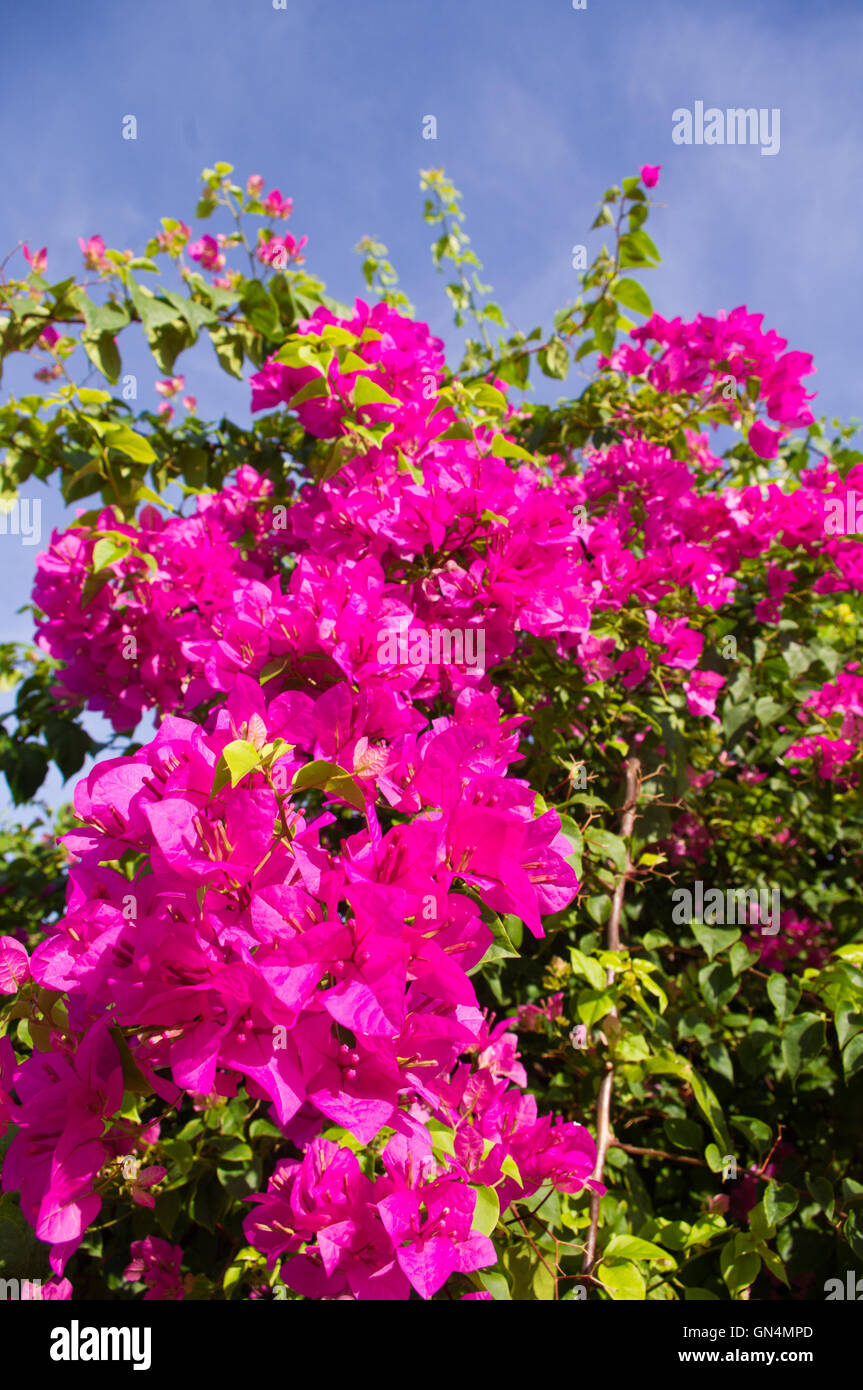 Bougainvillea flower bush Stock Photo - Alamy