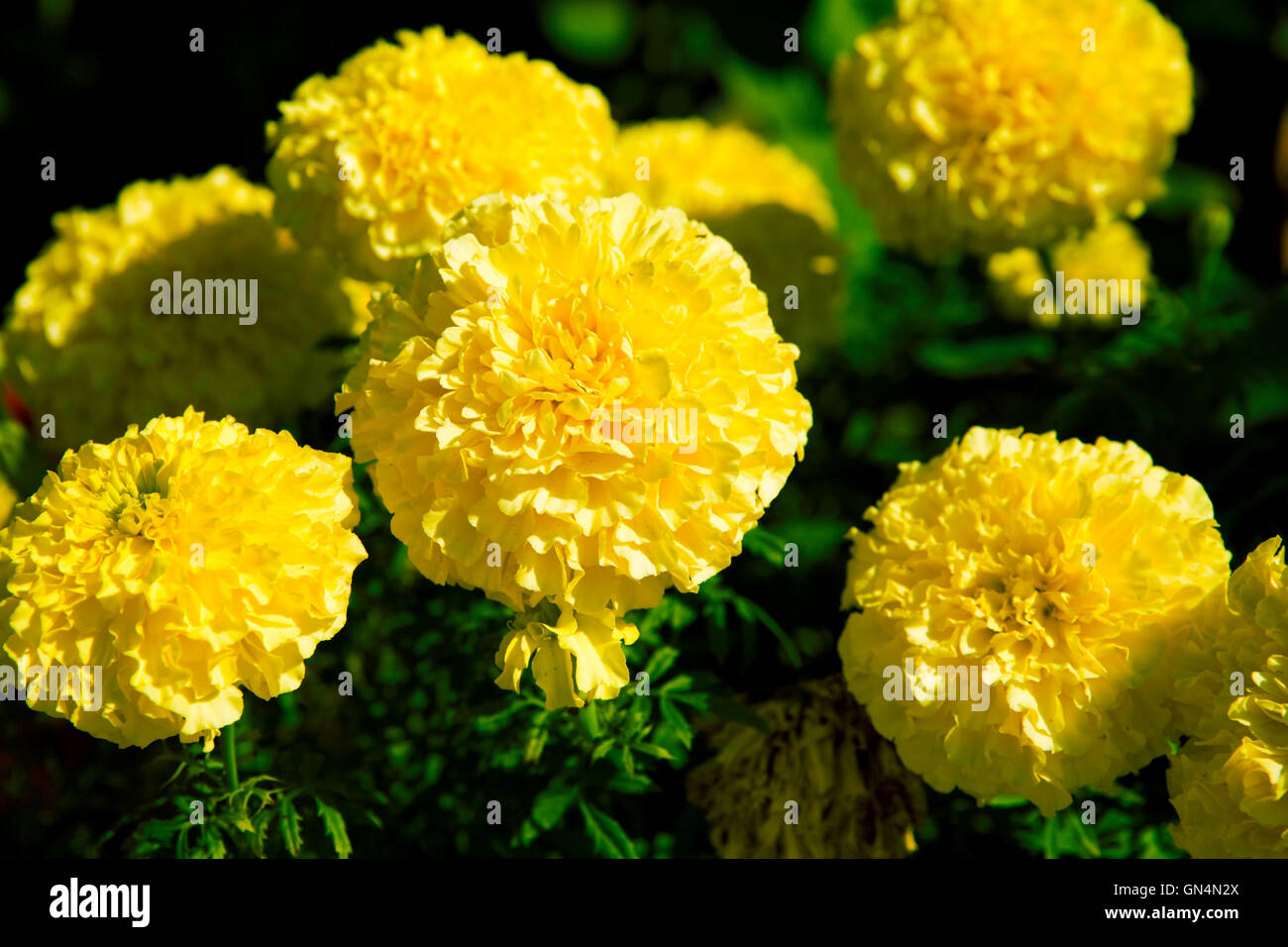 Yellow color objects set hi-res stock photography and images - Alamy