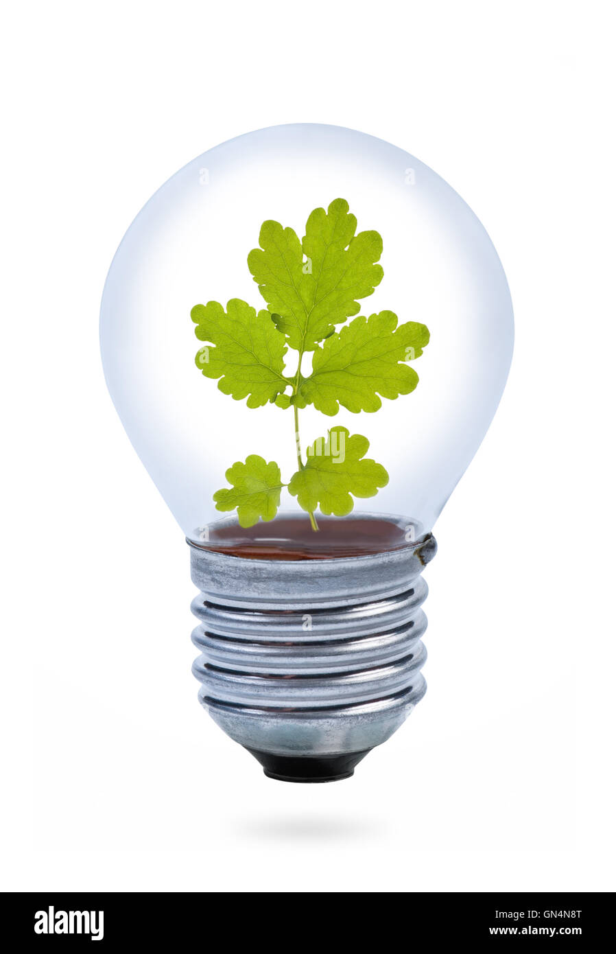 Light bulb with leaves inside Stock Photo - Alamy