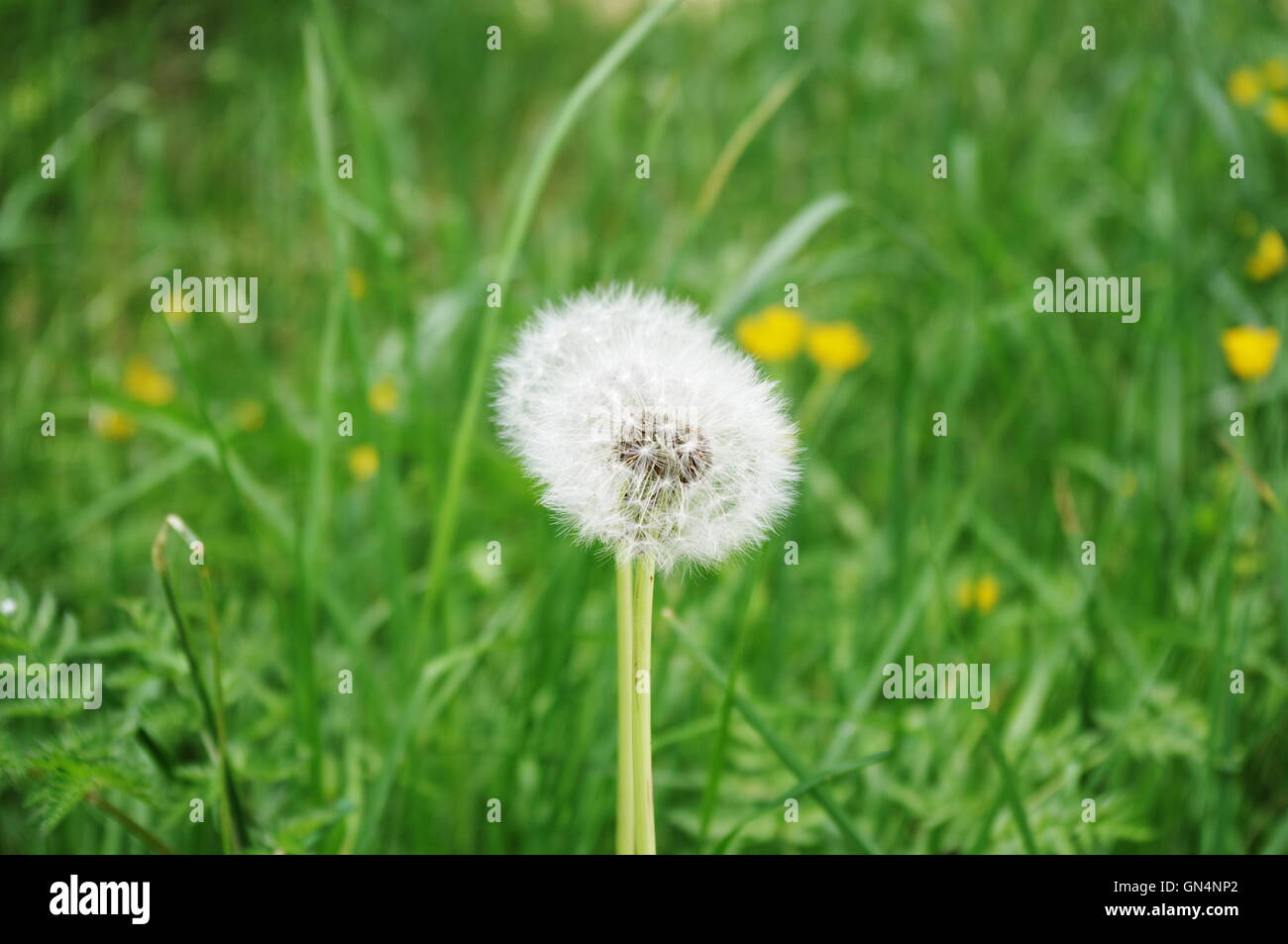 Dandelions in the meadow Stock Photo - Alamy