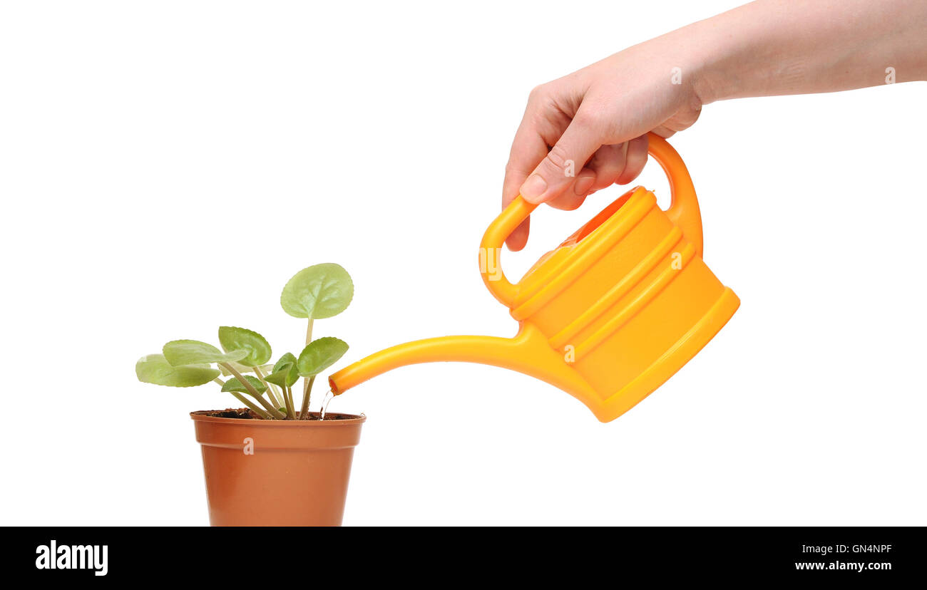 closeup hand watering a plant with watering can Stock Photo - Alamy