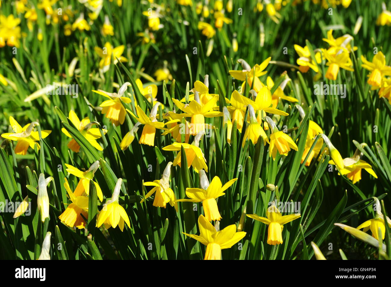 Yellow daff hi-res stock photography and images - Alamy