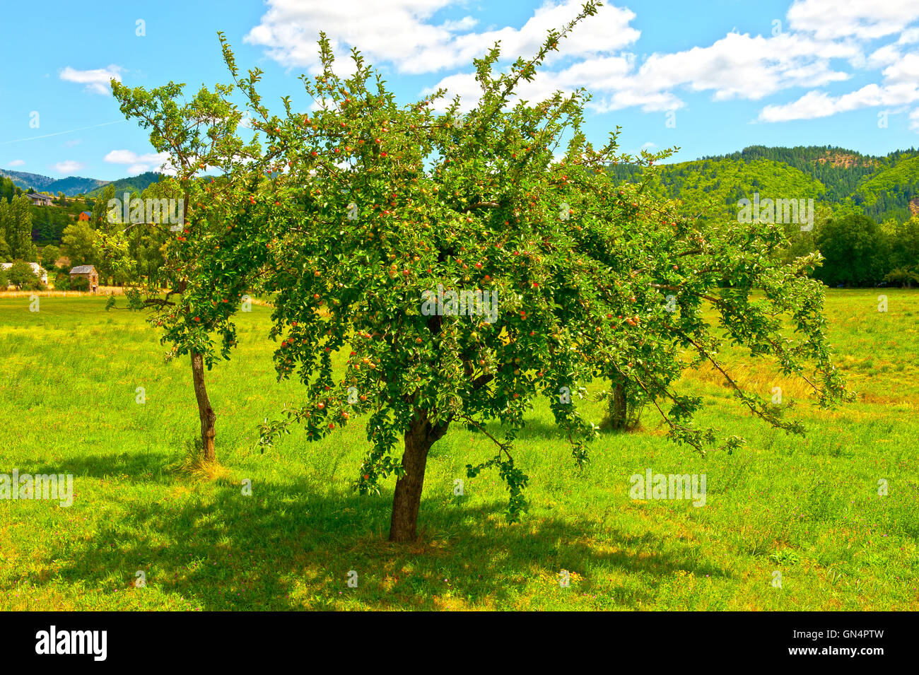 Alps alpine apple apple tree hi-res stock photography and images - Alamy