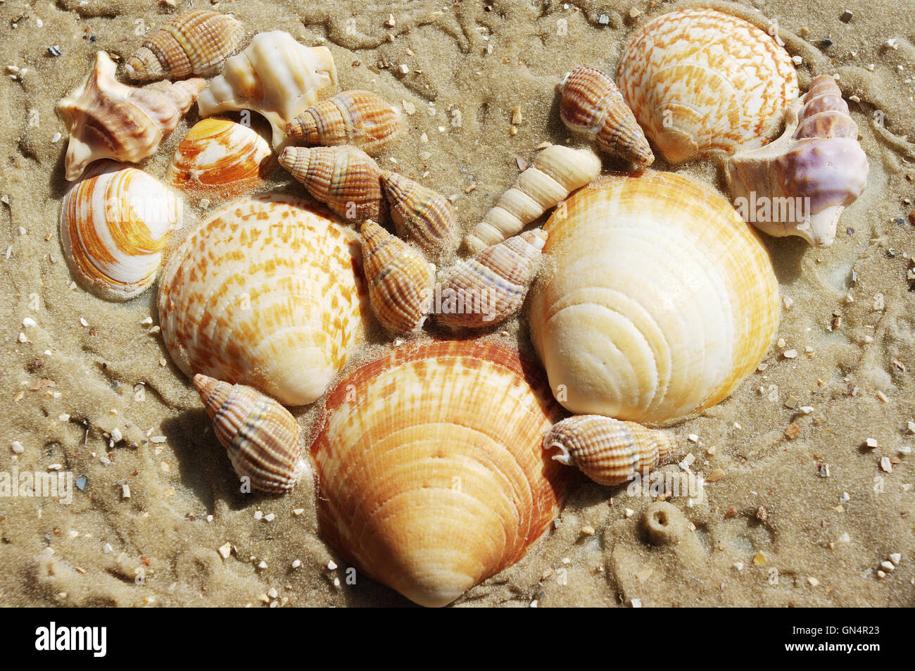 Clam shape hi-res stock photography and images - Alamy