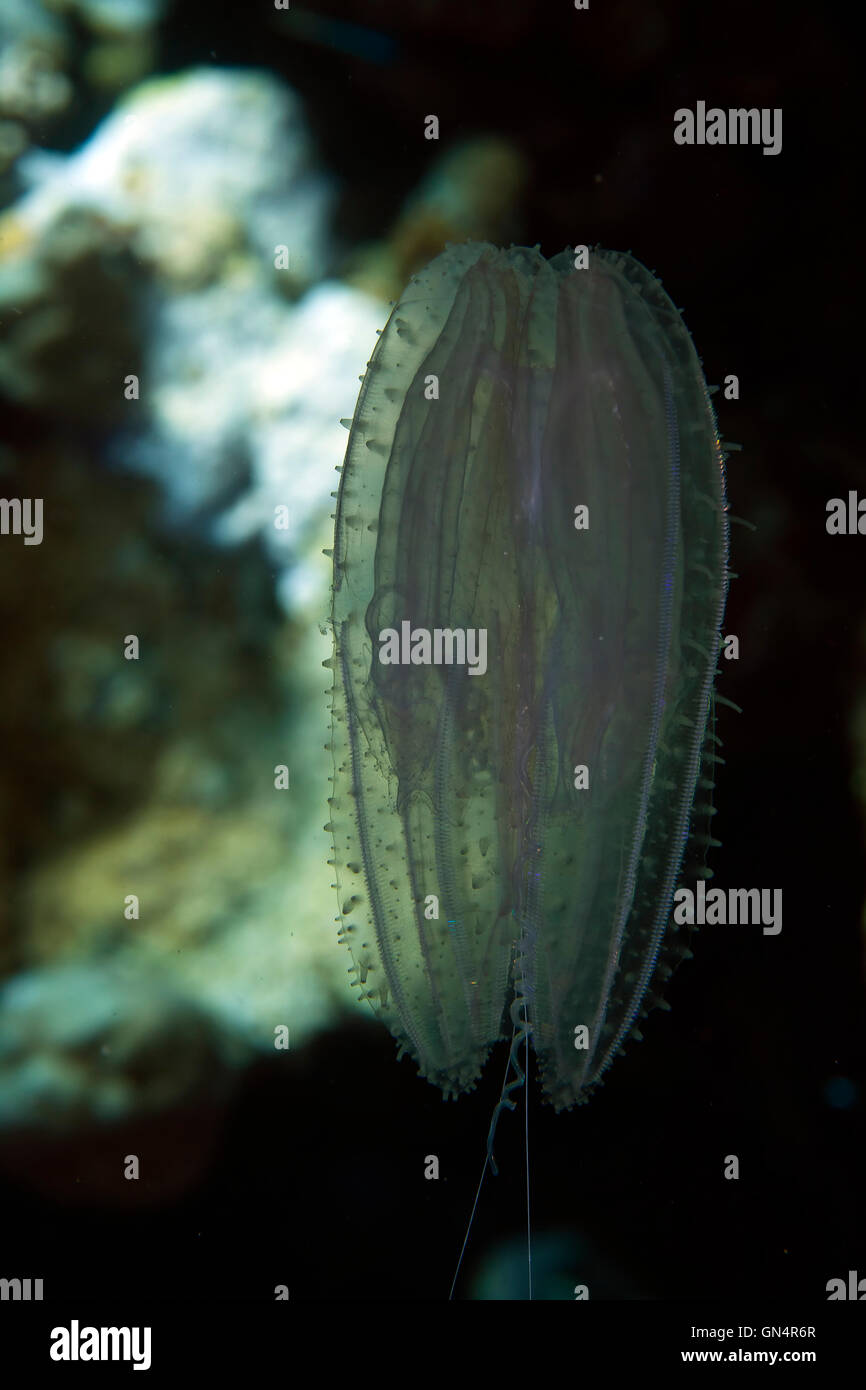 Siphonophore in the Red sea Stock Photo - Alamy