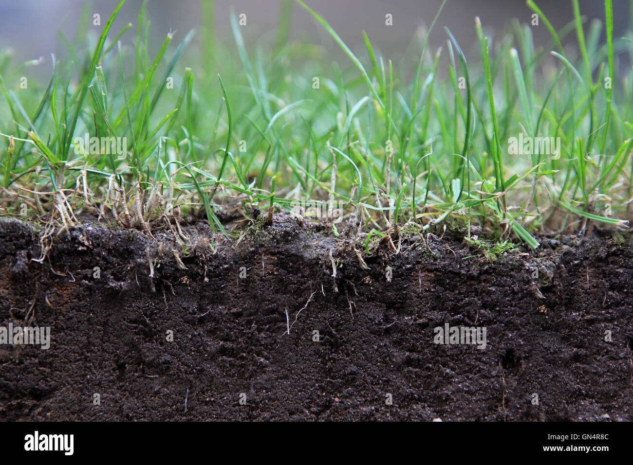 Turf sod hi-res stock photography and images - Alamy