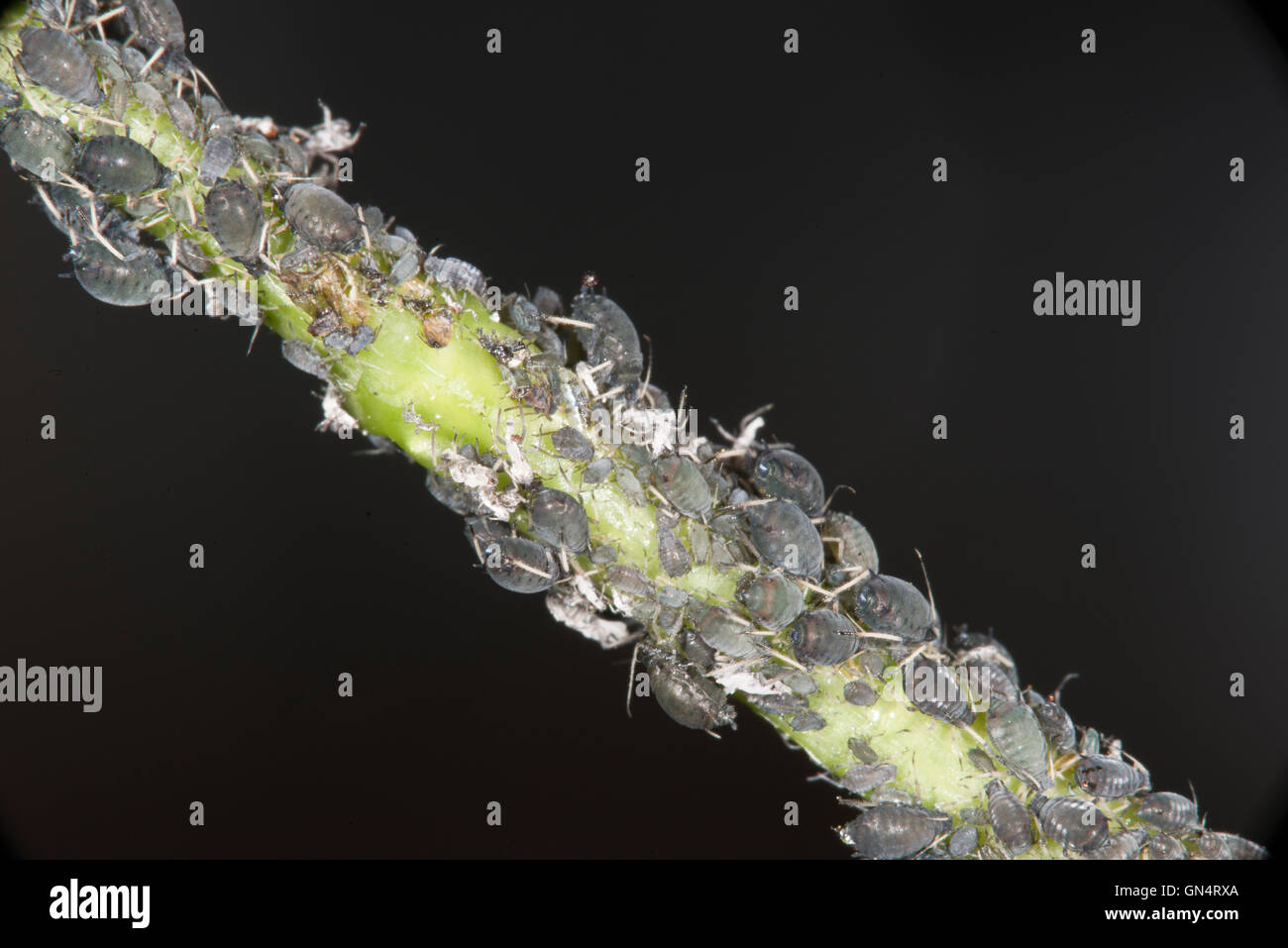 Aphids hi-res stock photography and images - Alamy