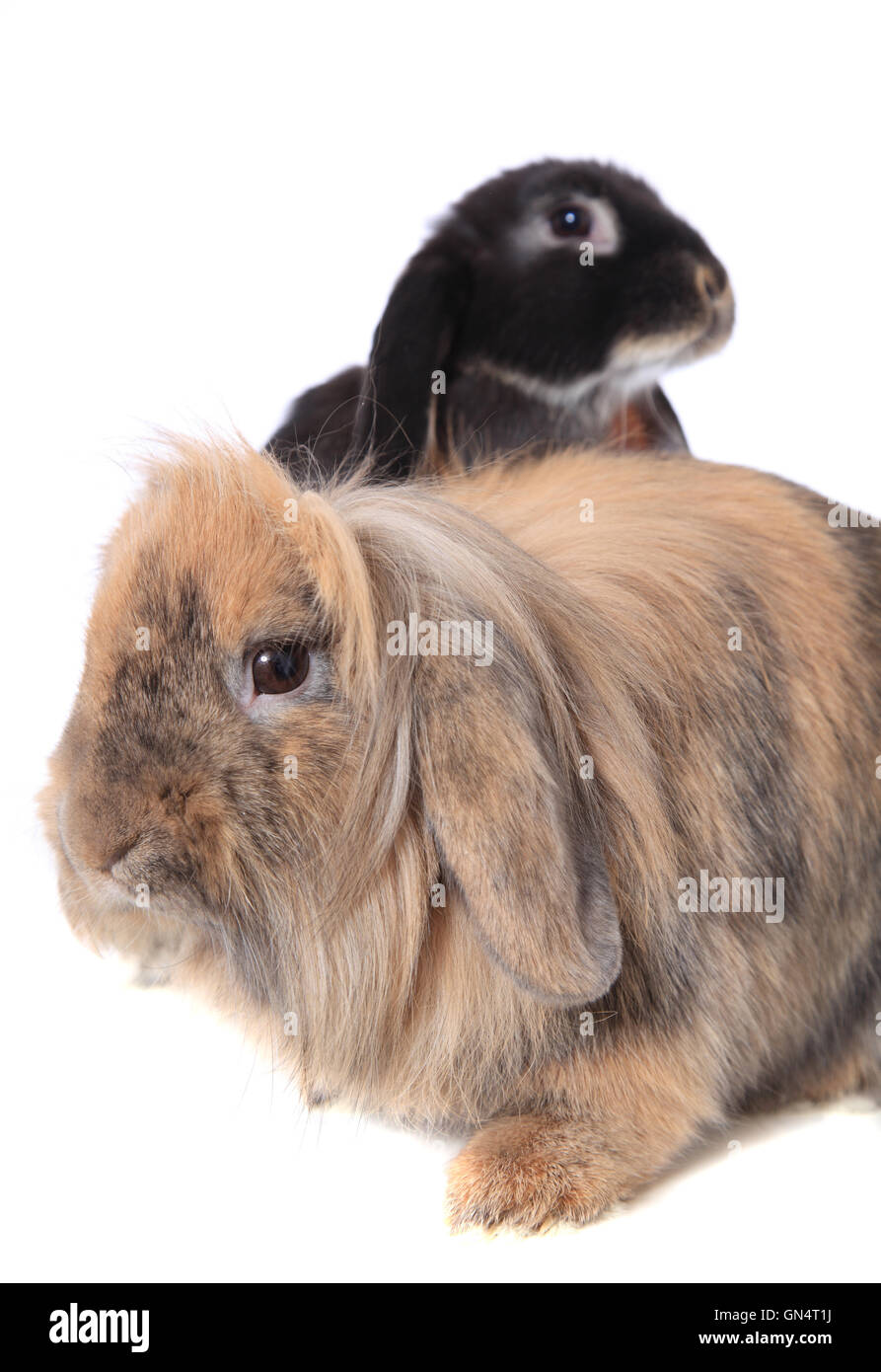 Brown and black rabbits hi-res stock photography and images - Alamy