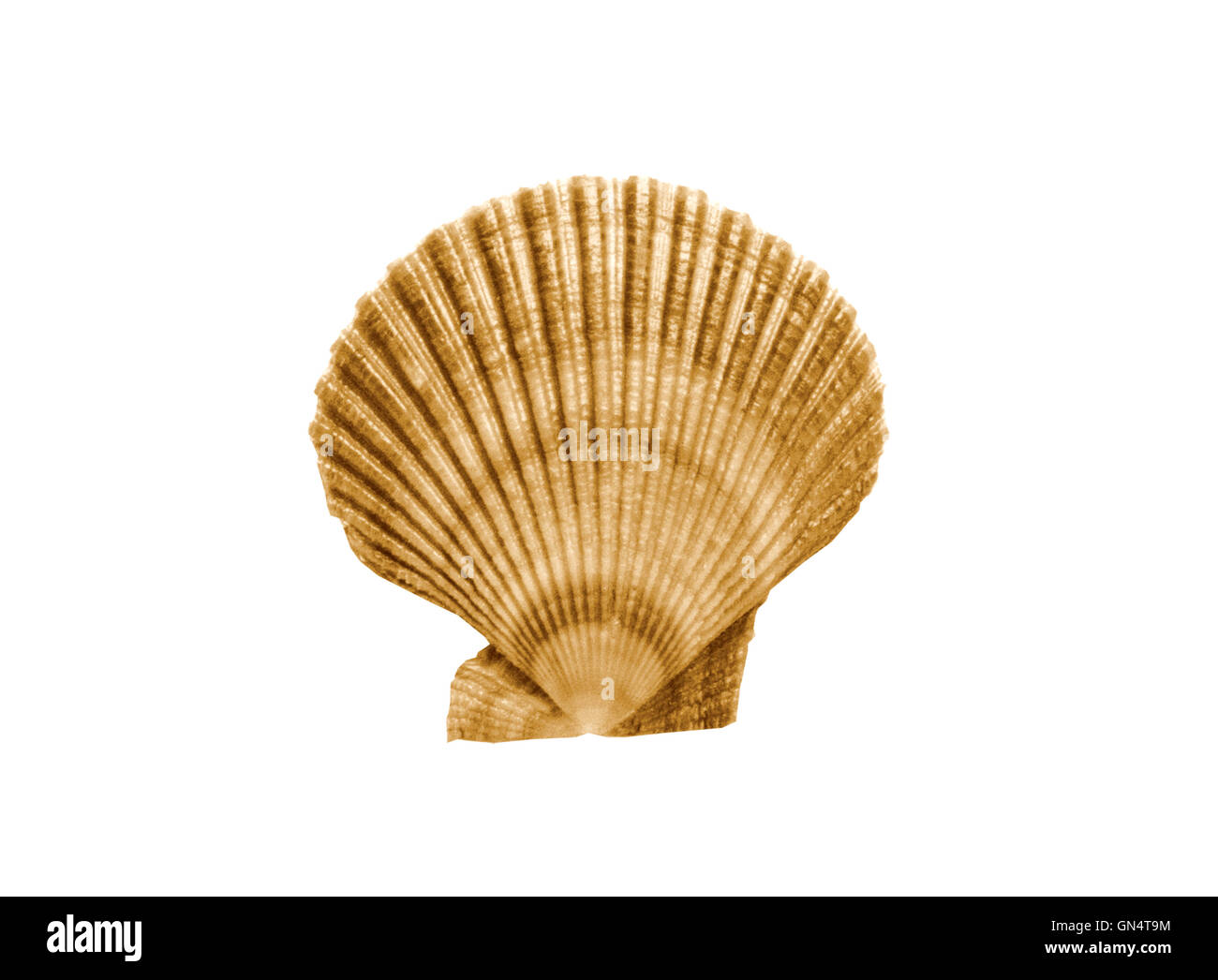 Whole single fresh scallop on white background Stock Photo - Alamy