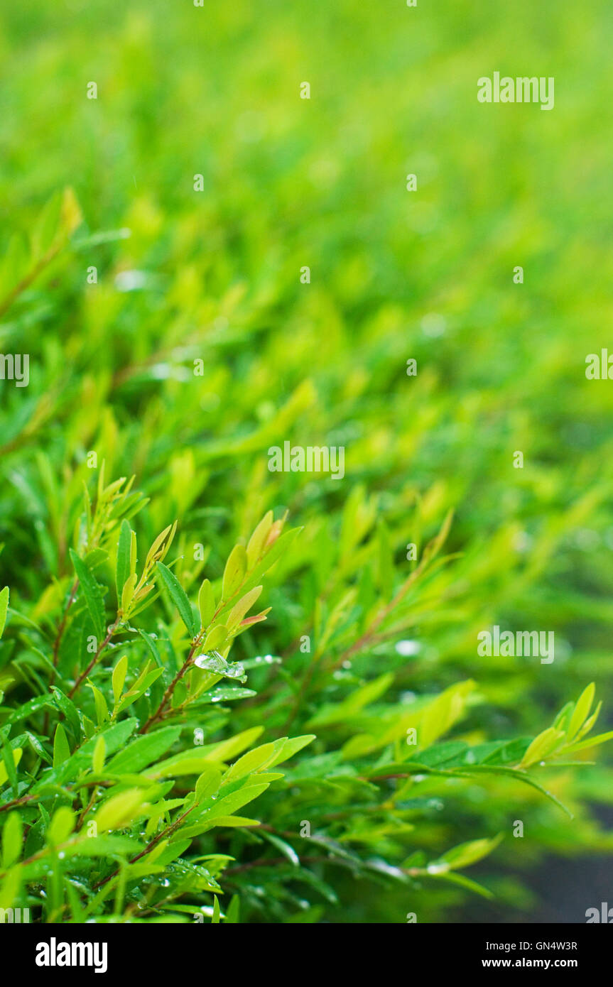 Detailed foliage hi-res stock photography and images - Alamy