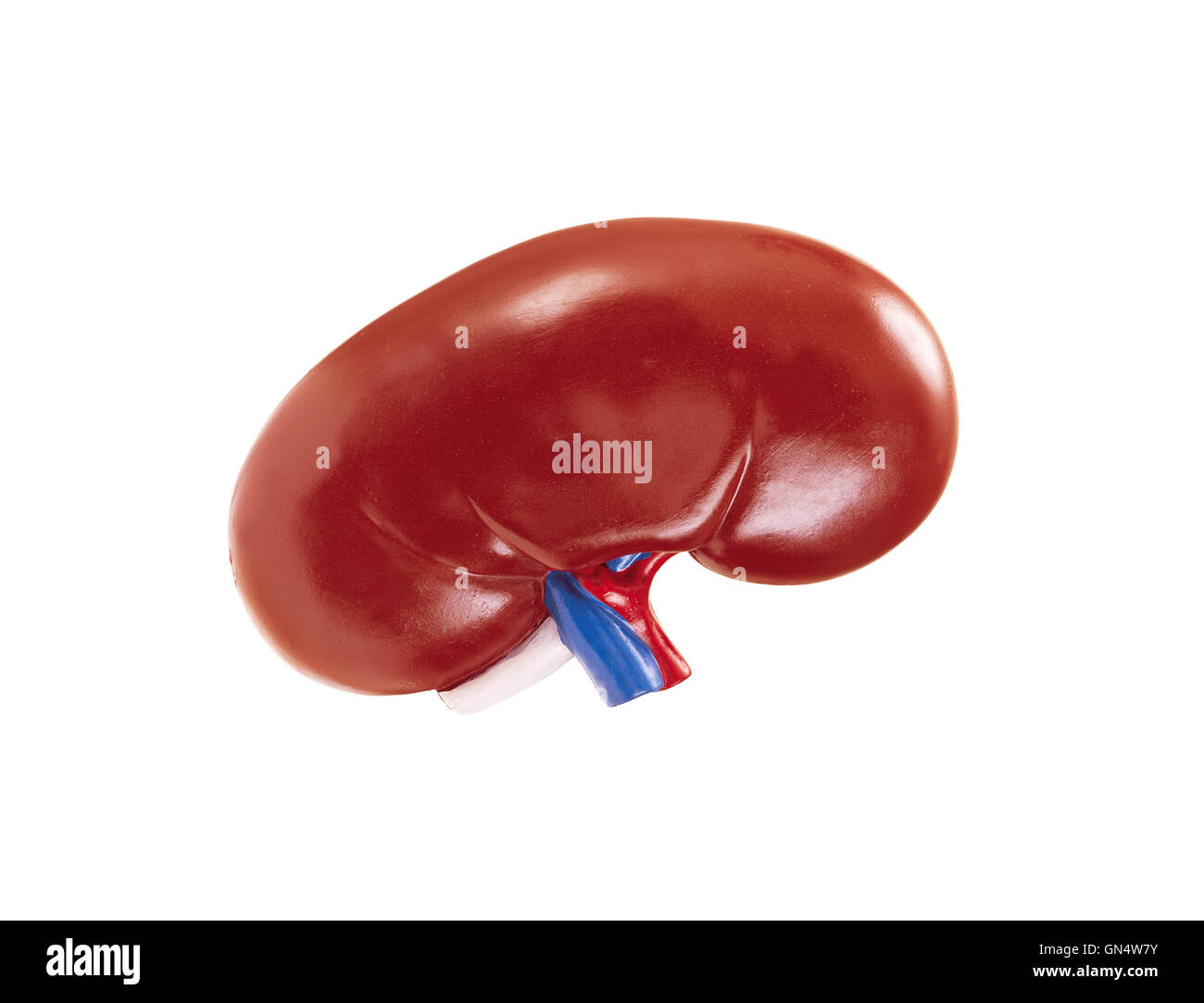 Artificial Kidney High Resolution Stock Photography and Images - Alamy