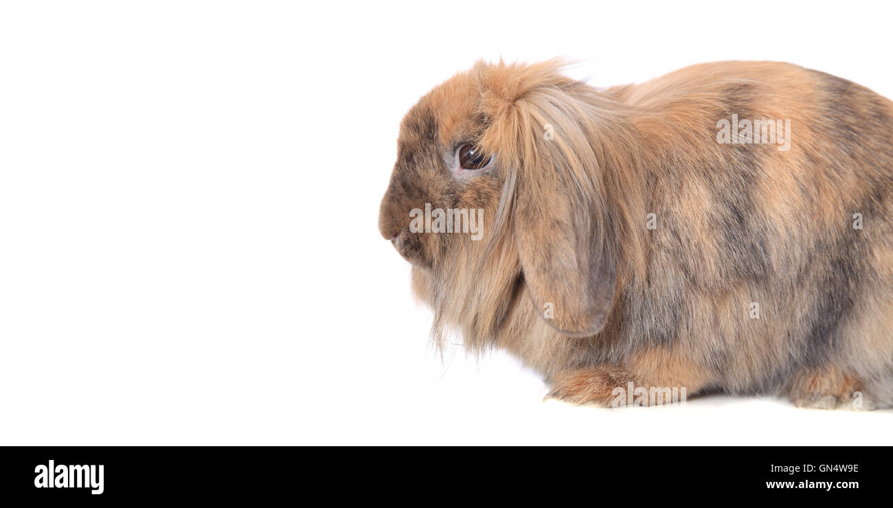 Brown bunny hi-res stock photography and images - Alamy