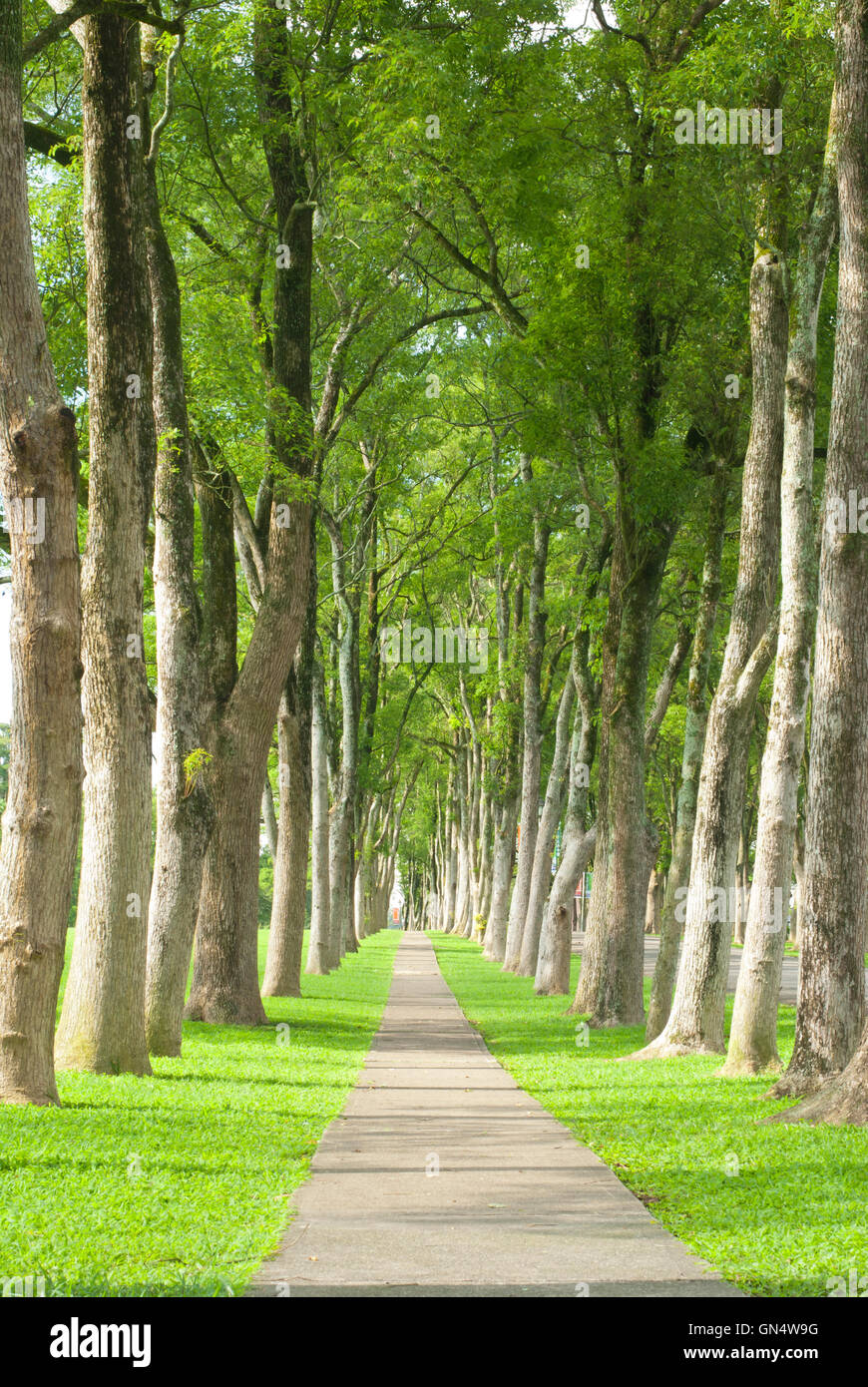 Little road through row of trees Stock Photo - Alamy