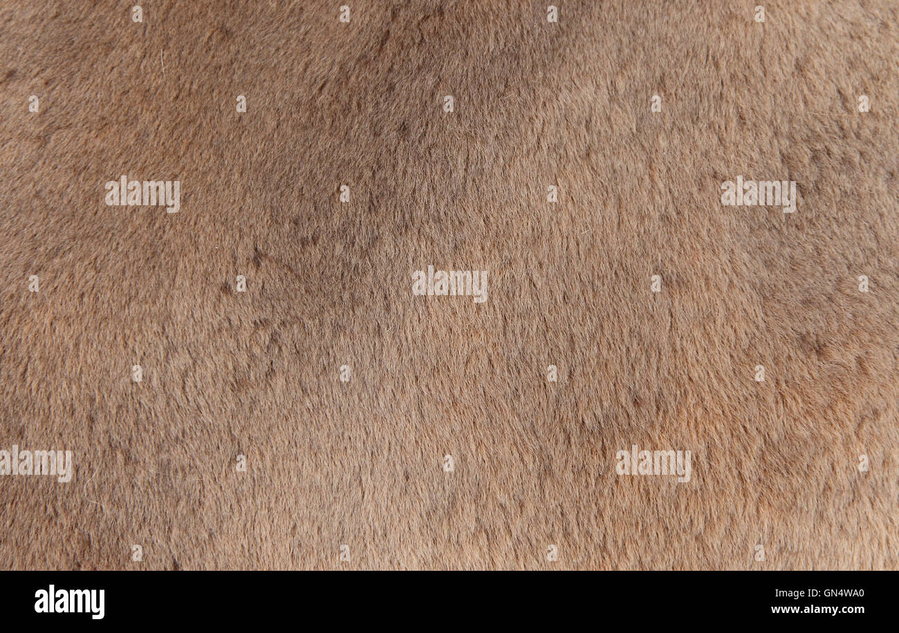 Fluffy fur texture hi-res stock photography and images - Alamy