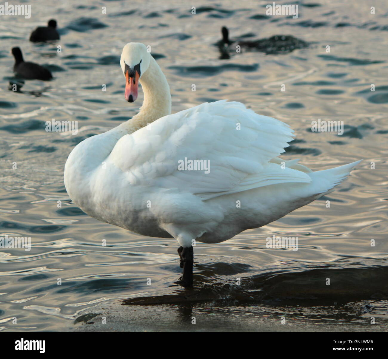 Swan standing in water Stock Photo - Alamy